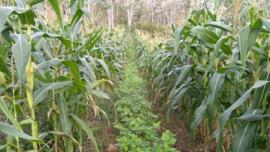 Musim Jagung di Kalurahan Bohol, Kapanewon Rongkop